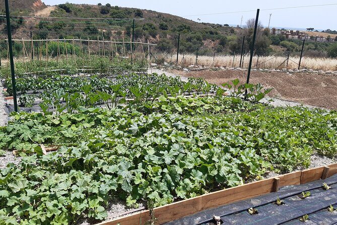 Chefcooking Paella from our Andalusian Grandmother at a Family Farm - Potential Drawbacks to Consider