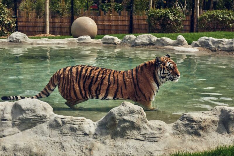 Chessington World of Adventures Resort: Entrance Ticket - Who Is This Experience Best For?