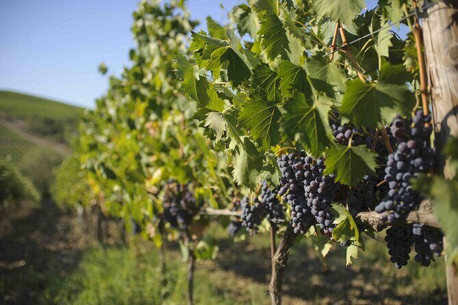 Chianti Classico wine Tour and Tasting - A Closer Look at the Tour Itinerary