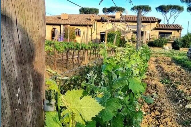 Chianti Classico wine Tour and Tasting - Final Verdict