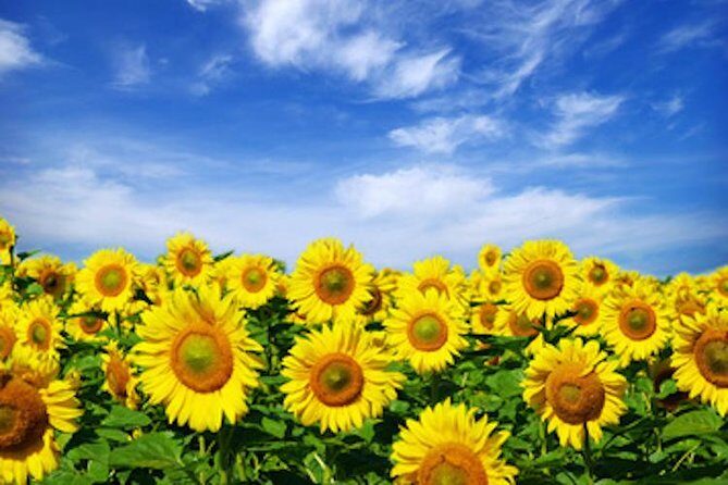 Chianti Experience Shore Excursion from Livorno Port - Practical Details and Considerations