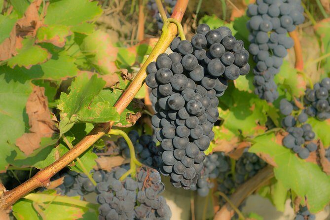 Chianti Experience Shore Excursion from Livorno Port - Final Thoughts