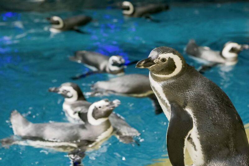 Chicago CityPASS®: Save up to 49% at 5 Top Attractions - FAQ