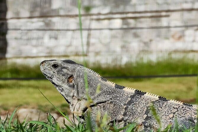 Chichen Itza, Mexican Buffet, Cenote & Valladolid guided Tour - Final Thoughts