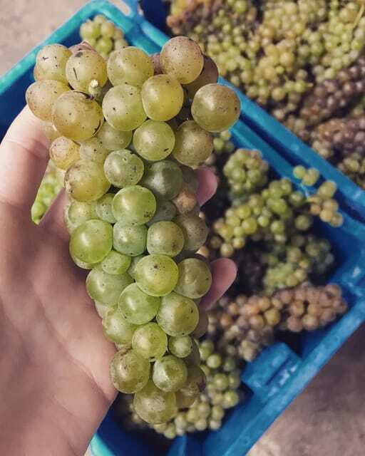 Chihuahua: Elemental Wine Experience with Tasting and Tour - An In-Depth Look at the Elemental Wine Experience  