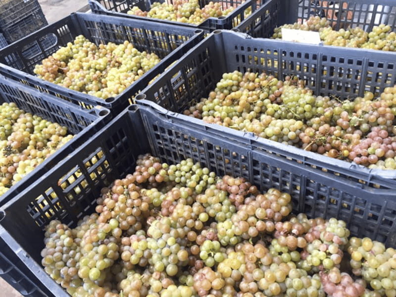 Chihuahua: Insignia Winery Wine Tasting Experience - Key Points