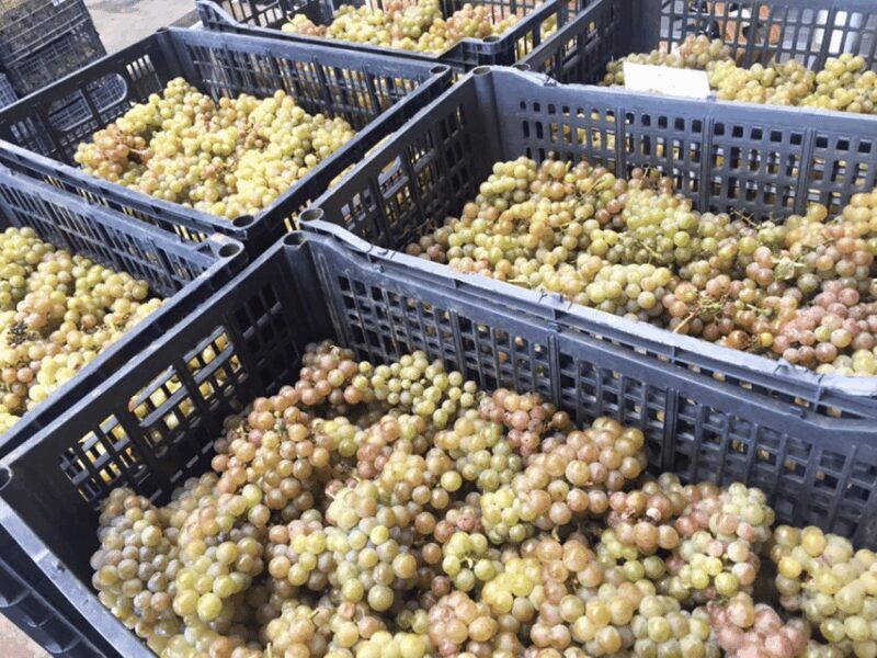 Chihuahua: Insignia Winery Wine Tasting Experience - Final Thoughts