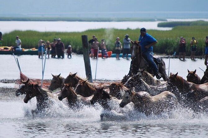 Chincoteague Pony Swim Kayak Tour 2026 with shuttle - Key Points