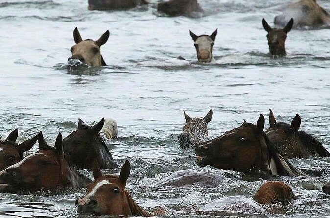 Chincoteague Pony Swim Kayak Tour 2026 with shuttle - An In-Depth Look at the Chincoteague Pony Swim Kayak Tour