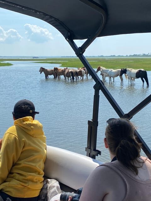 Chincoteague: Premier Pony & Wildlife Small Group Boat Tour - Why This Tour Stands Out