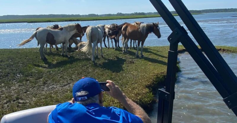 Chincoteague: Premier Pony & Wildlife Small Group Boat Tour - Frequently Asked Questions