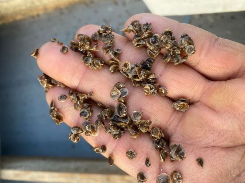 Chioggia: discover aquaculture techniques in a typical boat - Final Thoughts
