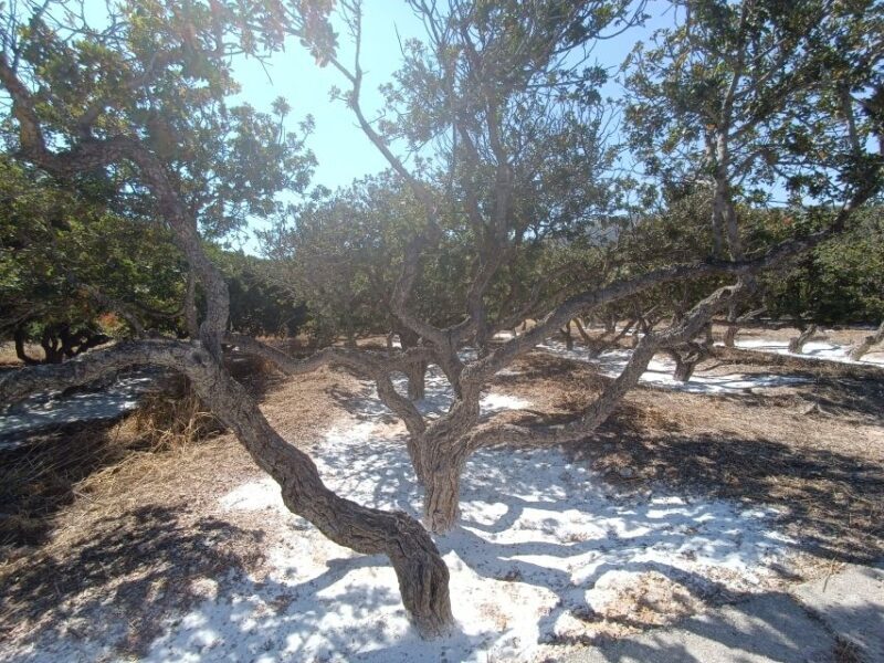 Chios: Half-Day Sightseeing Tour - FAQs