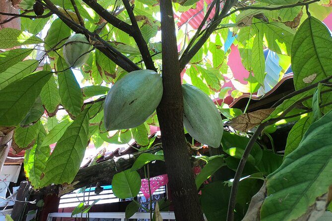 Chocolate Tasting & mayan show - Final Thoughts: Who Should Book This Tour?