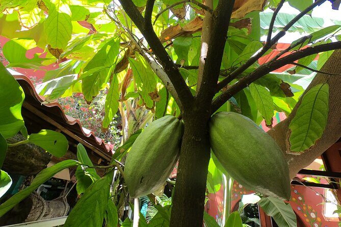 Chocolate Tasting & mayan show - FAQ