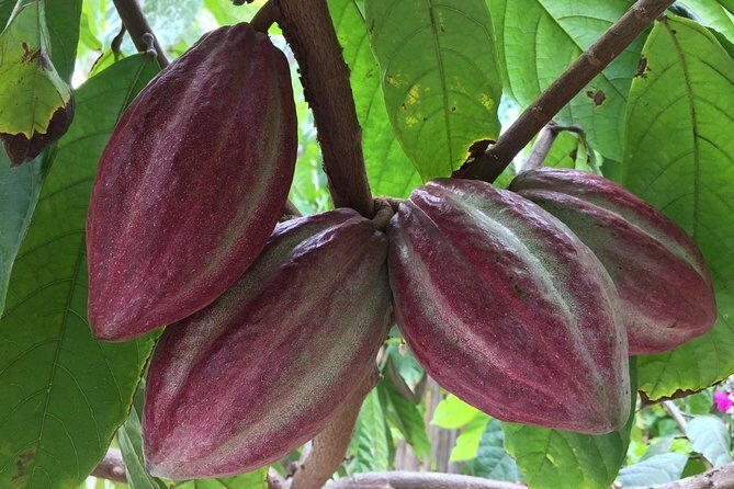 Chocolate Tour in Vallarta - An In-Depth Look at the Chocolate Tour Experience