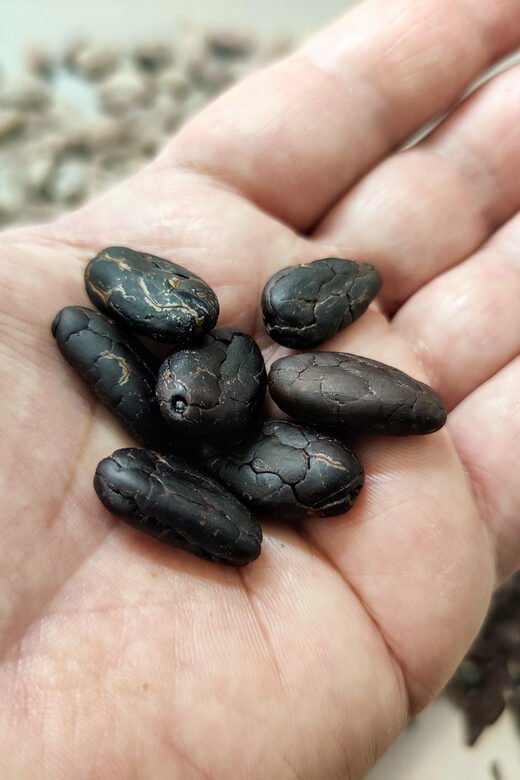 Chocolatier for a day: raw bean to bar chocolate in Modica - Key Points
