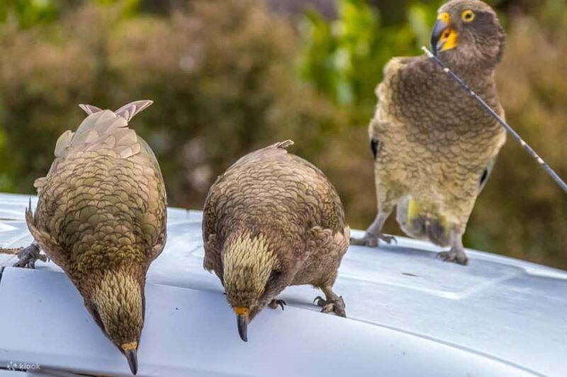 Christchurch: Arthurs Pass & Castle Hill Private Tour - Why Choose This Tour?