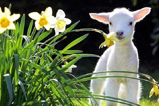 Christchurch Sheep Farm Visit - Exploring the Christchurch Sheep Farm Tour in Detail