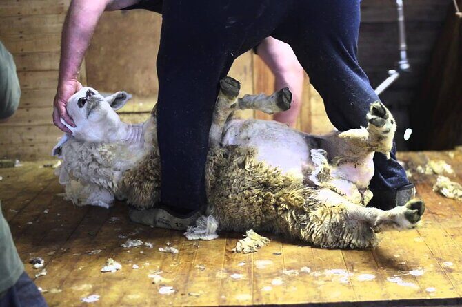 Christchurch Sheep Farm Visit - Authenticity and Unique Aspects