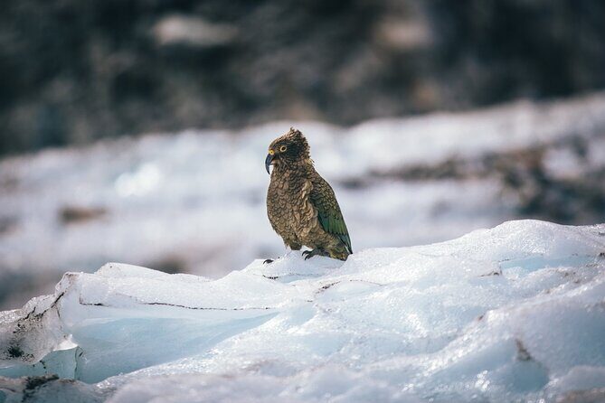 Christchurch to Franz Josef 1-Way Small Group Tour via Hokitika - What’s Included and What’s Not