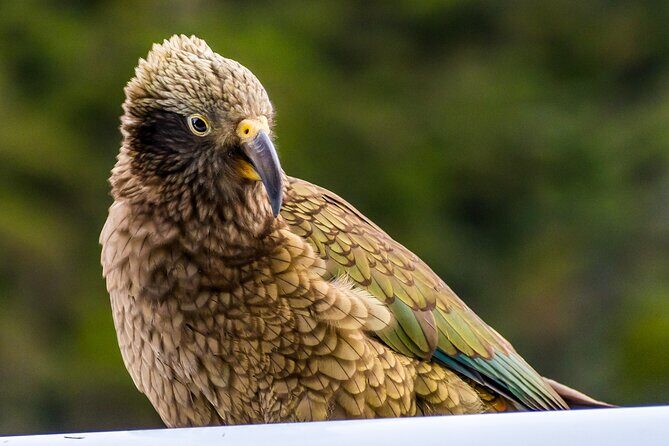 Christchurch to Franz Josef via Hokitika (1 way) - Who Is This Tour Best For?