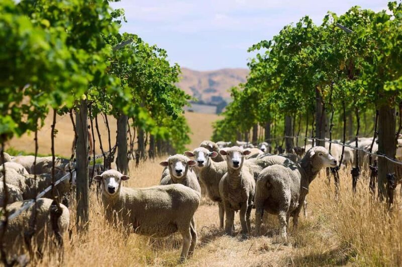 Christchurch Waipara Valley Private Wine Tour - Key Points