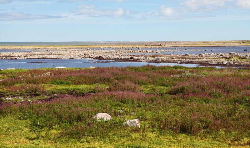 Churchill: Exclusive Tundra Buggy Day Trip - An In-depth Look at the Tundra Buggy Experience