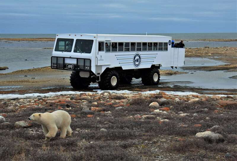 Churchill: Exclusive Tundra Buggy Day Trip - The Sum Up