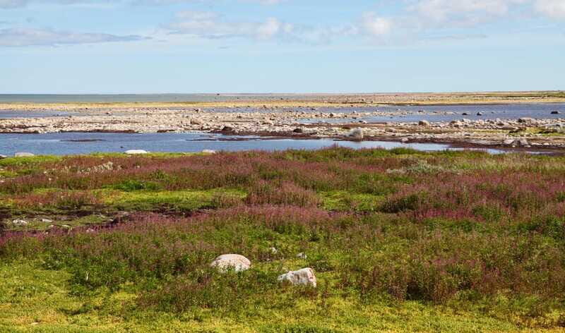 Churchill: Exclusive Tundra Buggy Day Trip - Frequently Asked Questions