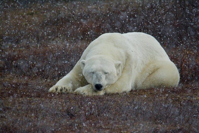 Churchill Polar Bear Experience 5-Night Classic Tour - Key Points