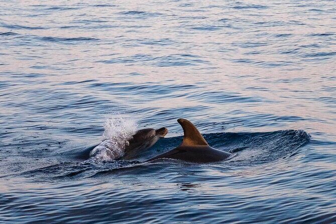 Cinque Terre Boat Tours Experience - Why You’ll Love the Cinque Terre Boat Tour