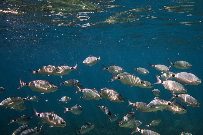 Cinque Terre Private Boat Tour - The Experience at a Glance