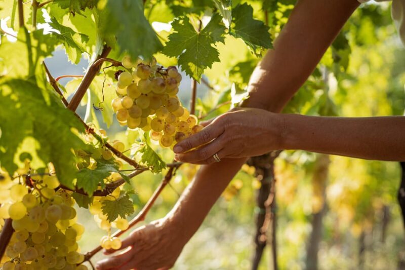 Cinque Terre: tasting in the cellar with visit to vineyards - FAQ