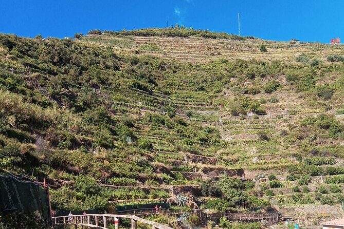 Cinque terre wine tour and tasting with the somelier in Manarola - Key Points