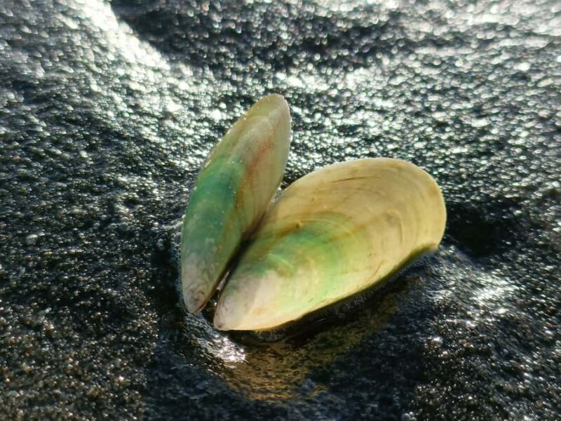 City & Coast & Country  A Relaxed Day Tour from Auckland - The Practicalities: Transportation, Group Size, and Value