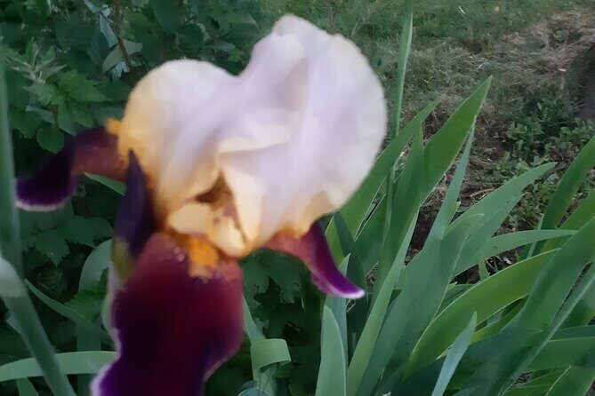 City Tour of Historic Charlottetown Prince Edward Island - Introduction to the Tour Experience