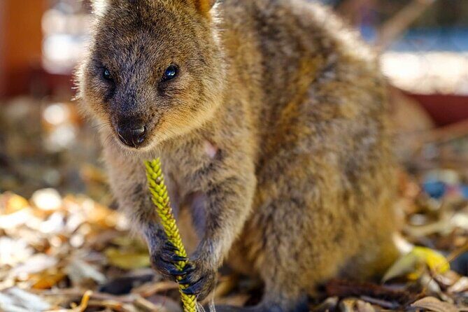 City Tour Perth and Fremantle and Rottnest Island and Swan River - FAQ