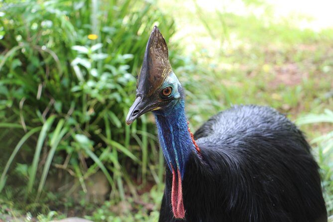 Classic Kuranda by Skyrail and Scenic Railway, Rainforestation & lunch. CKB - Frequently Asked Questions