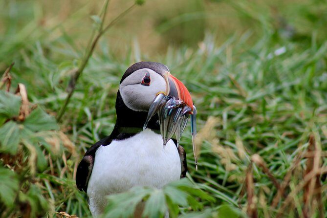 Classic Puffin Watching Cruise from Downtown Reykjavík - What We Loved