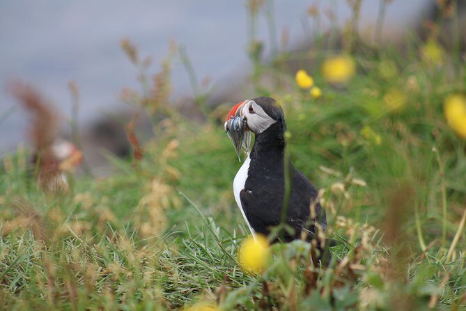 Classic Puffin Watching Cruise from Downtown Reykjavík - Who Is This Tour Best For?