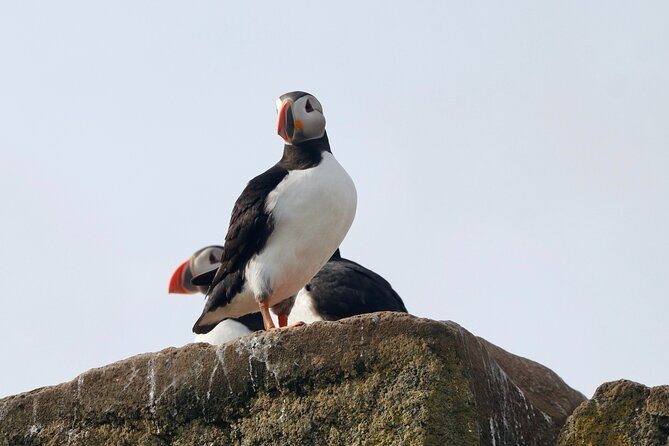 Classic Puffin Watching Cruise from Downtown Reykjavík - Final Thoughts