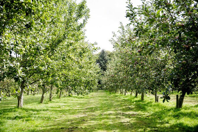 Classic Vineyard Distillery Tour and Tasting Experience in Jersey - A Complete Look at the Classic Vineyard, Distillery, and Tasting Experience in Jersey