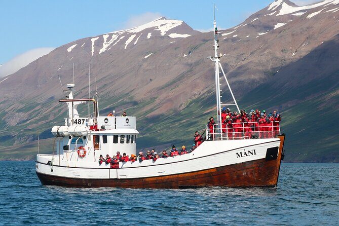 Classic Whale Watching from Dalvík Near Akureyri - Authentic Experiences as Reported by Travelers
