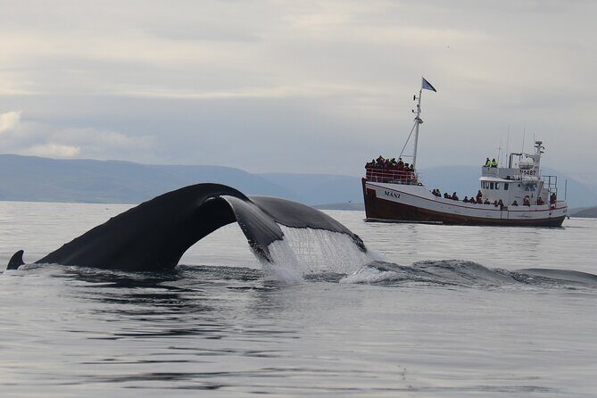 Classic Whale Watching from Dalvík Near Akureyri - Who Is This Tour Best For?