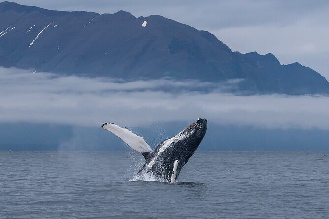 Classic Whale Watching from Dalvík Near Akureyri - Final Thoughts: Is This Tour Worth It?