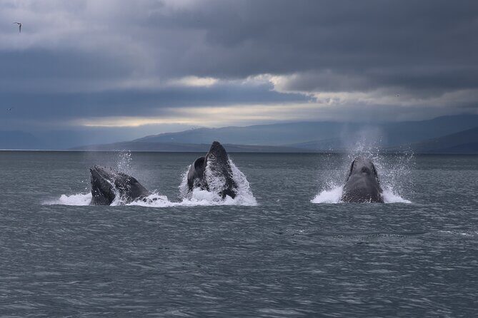 Classic Whale Watching from Dalvík Near Akureyri - FAQ