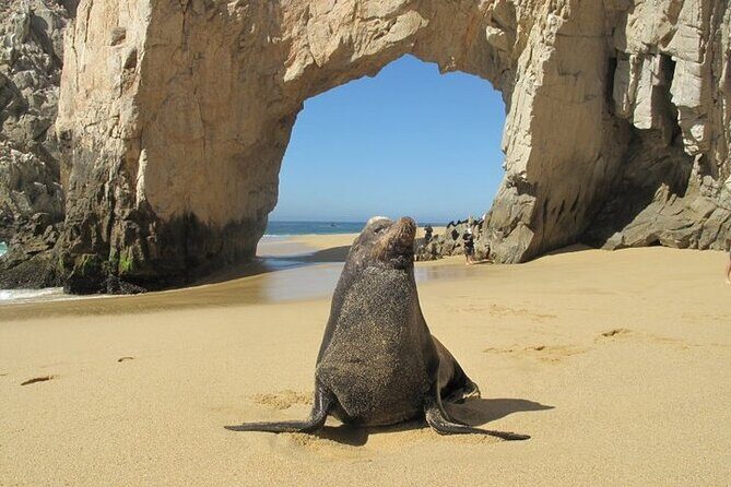 Clear Boat Ride with City Tour in Los Cabos - The Sum Up