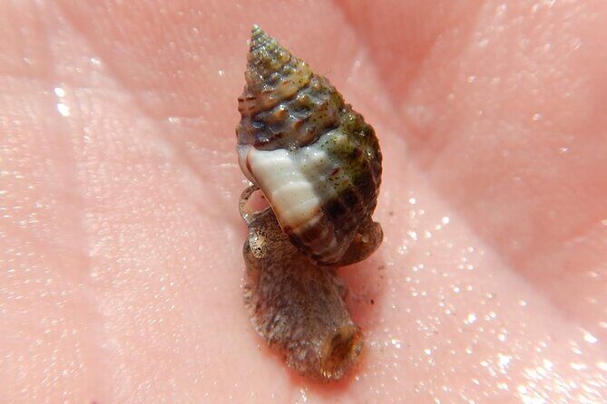 Clear Kayak Sunset Tour - Cocoa Beach - The Value of this Experience