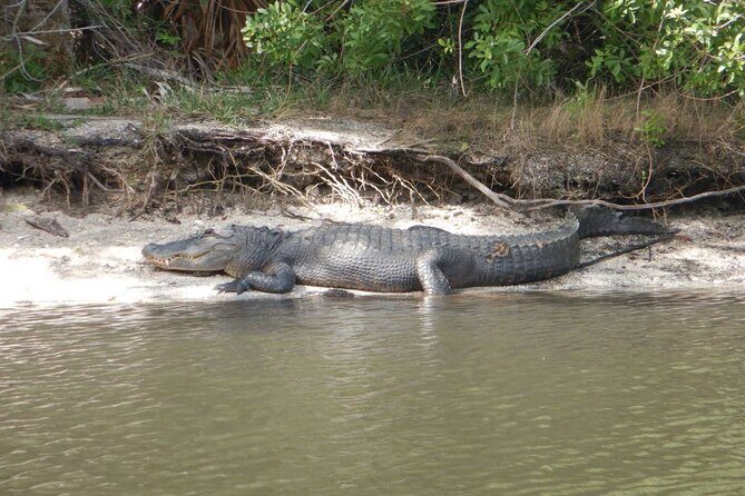 Clear Kayak Sunset Tour - Cocoa Beach - Frequently Asked Questions